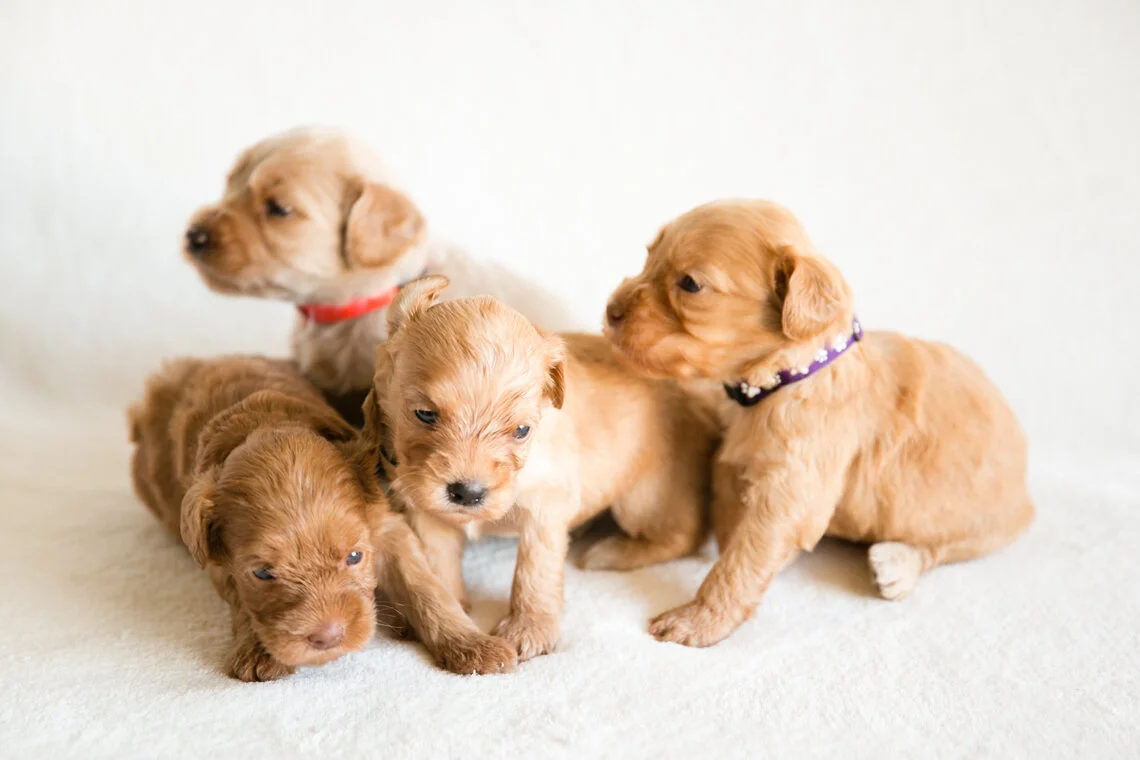 Caralee Missy — Caralee Australian Labradoodles