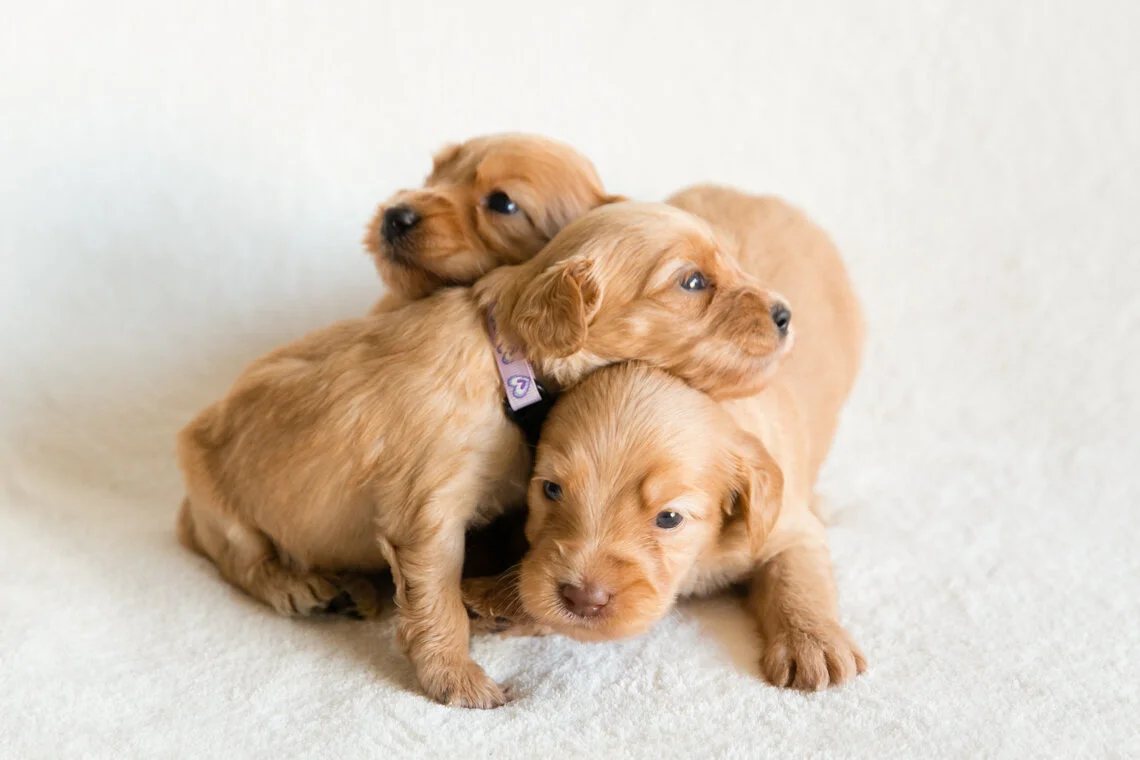Caralee Missy — Caralee Australian Labradoodles