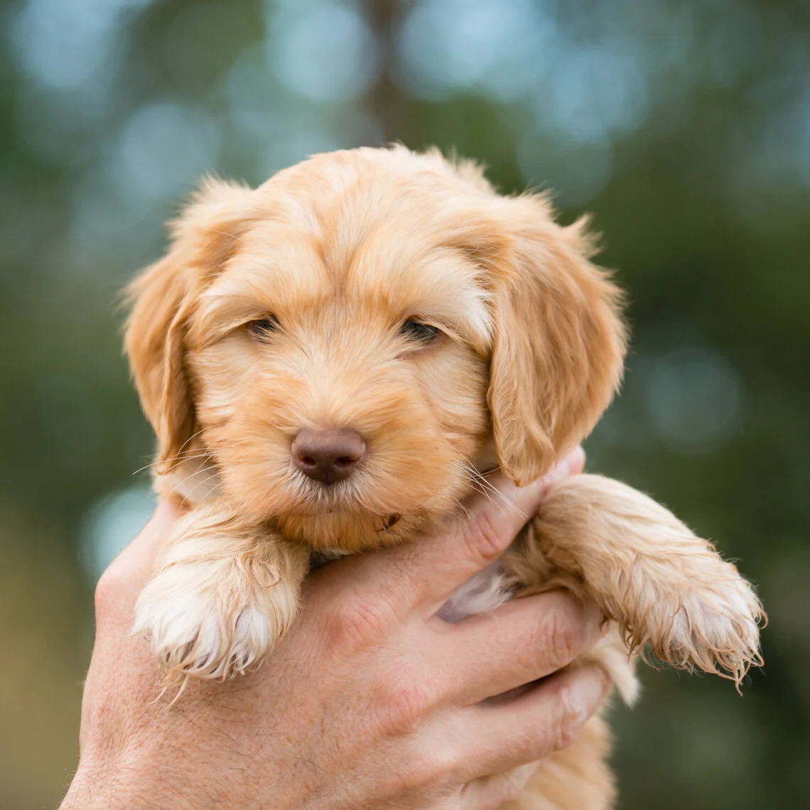 Caralee Issey Miyake — Caralee Australian Labradoodles