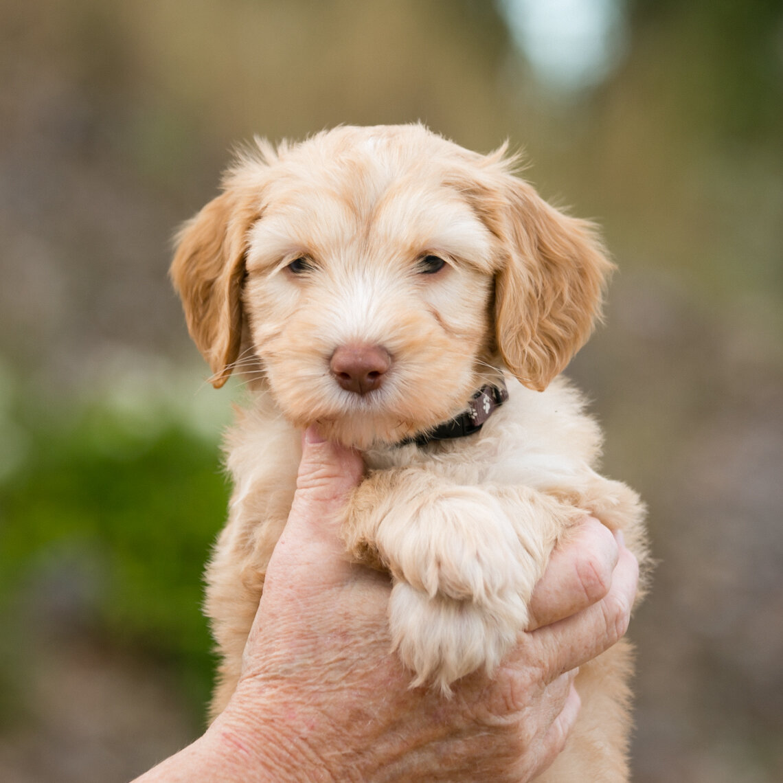 Caralee Issey Miyake — Caralee Australian Labradoodles