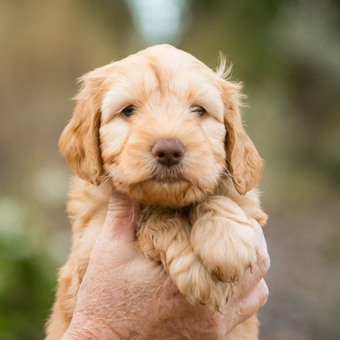 Caralee Issey Miyake — Caralee Australian Labradoodles
