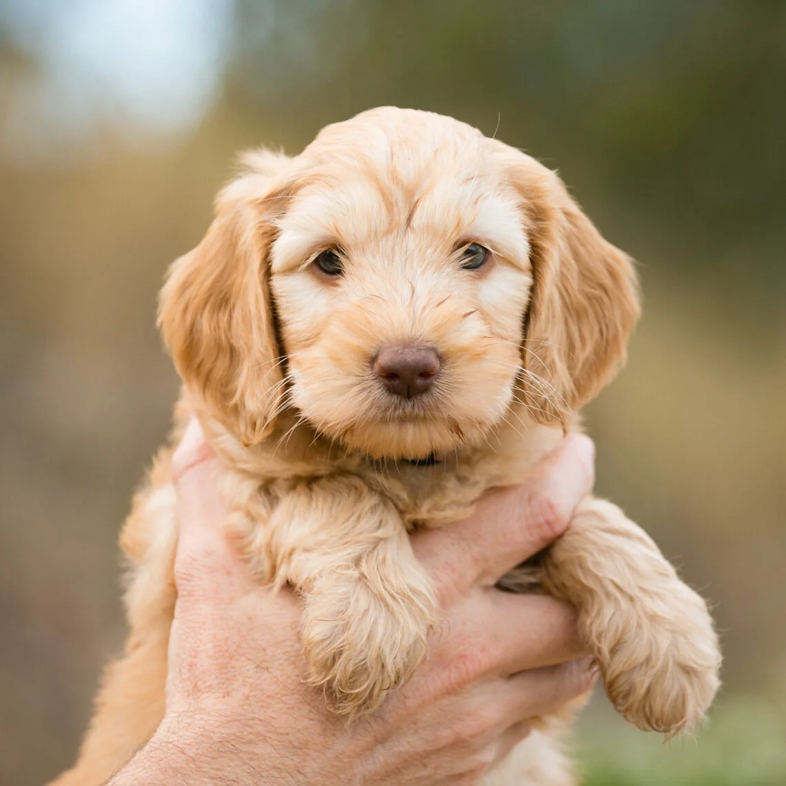 Caralee Issey Miyake — Caralee Australian Labradoodles
