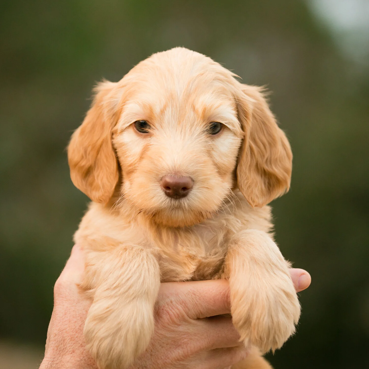 Caralee Missy — Caralee Australian Labradoodles