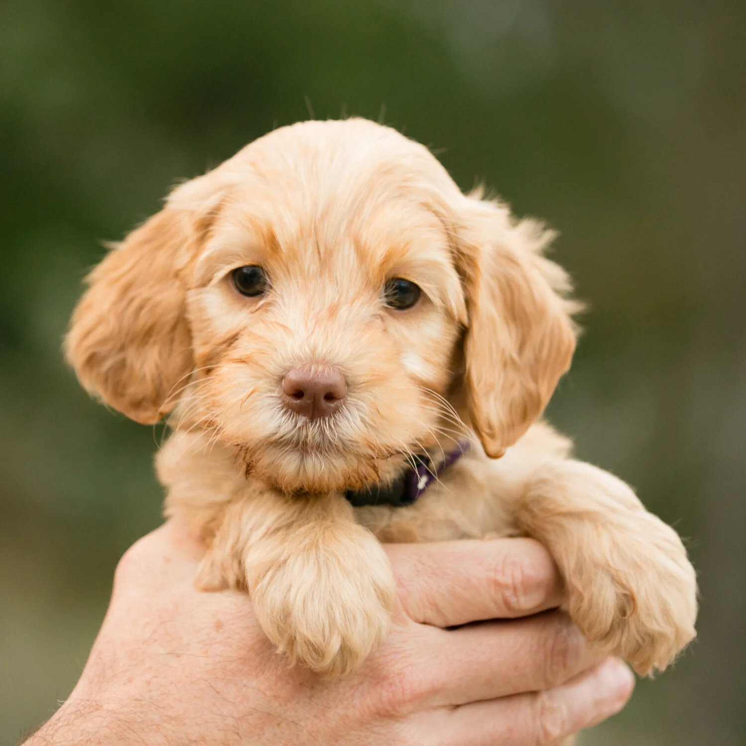 Caralee Missy — Caralee Australian Labradoodles