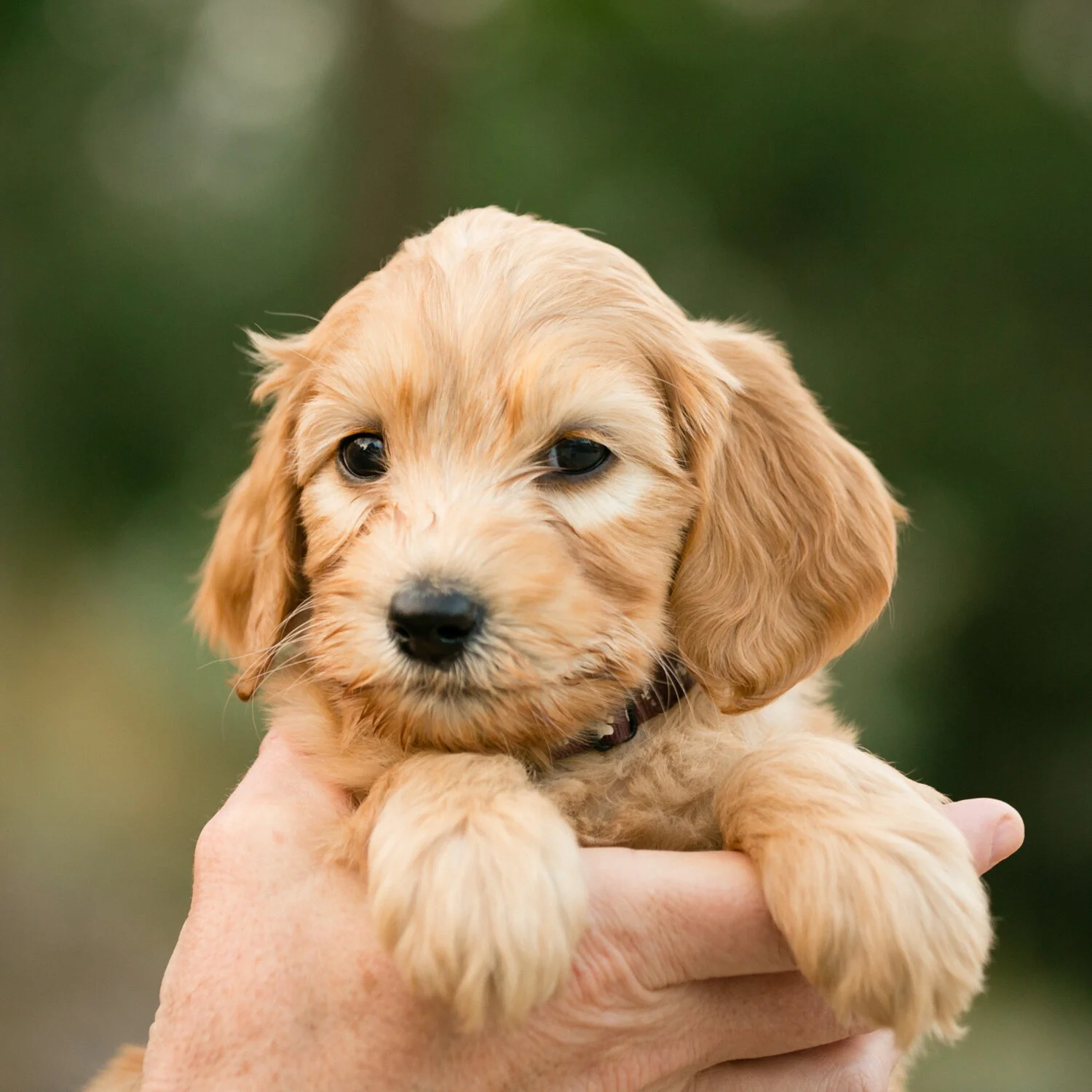 Caralee Missy — Caralee Australian Labradoodles