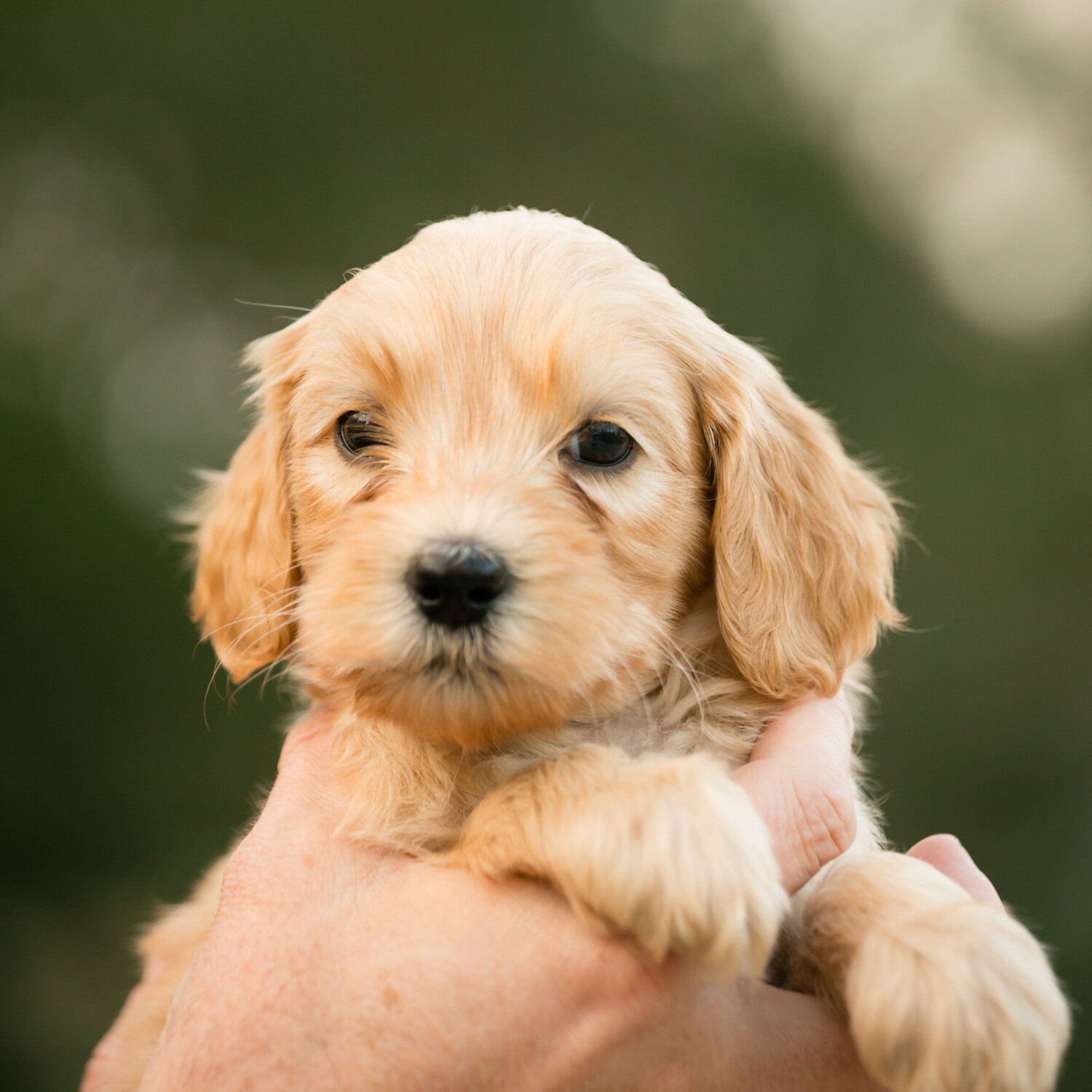 Caralee Missy — Caralee Australian Labradoodles