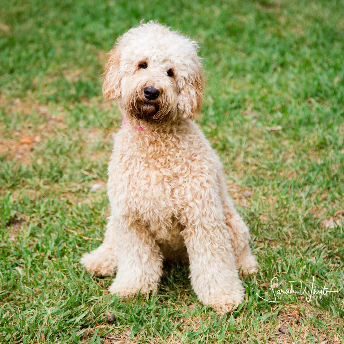 Caralee Mylie — Caralee Australian Labradoodles