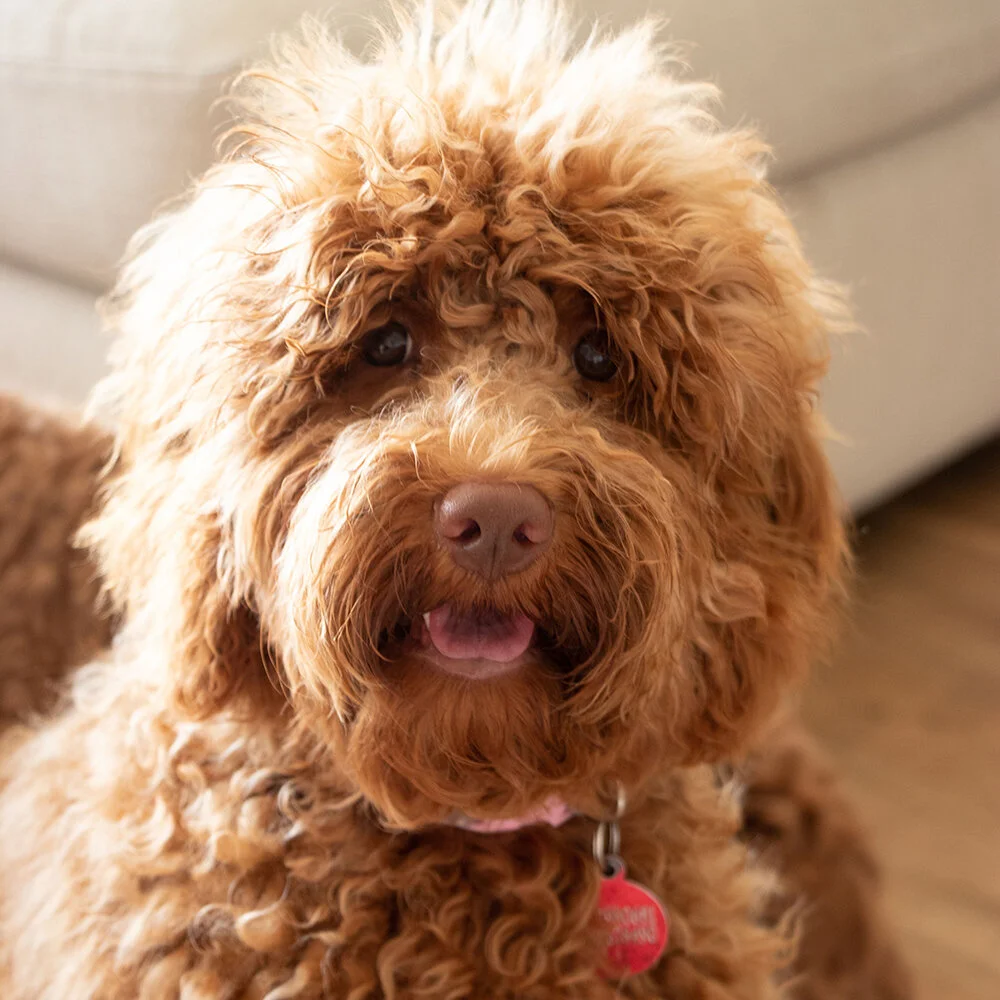 Caralee Mia — Caralee Australian Labradoodles