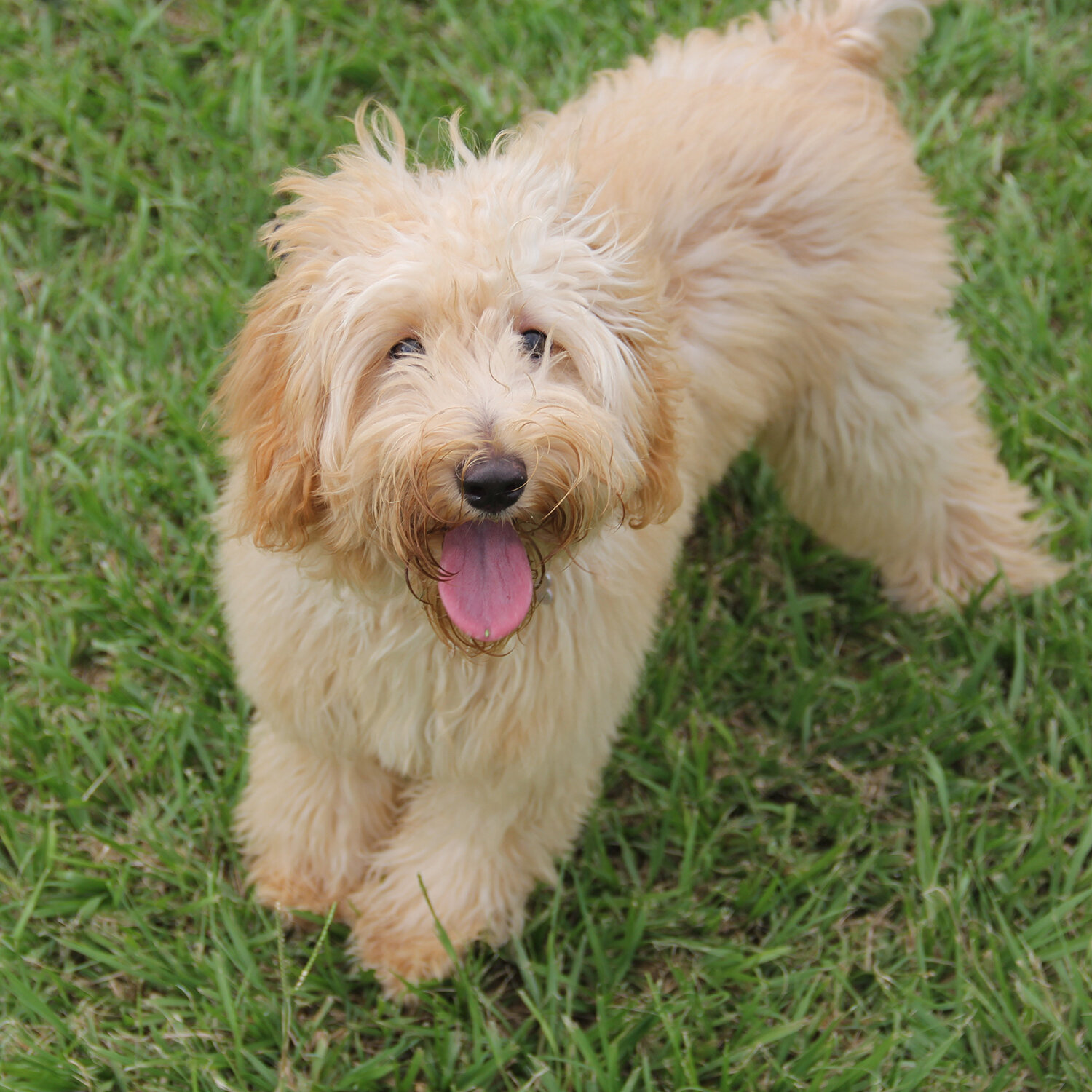 Caralee Arya — Caralee Australian Labradoodles