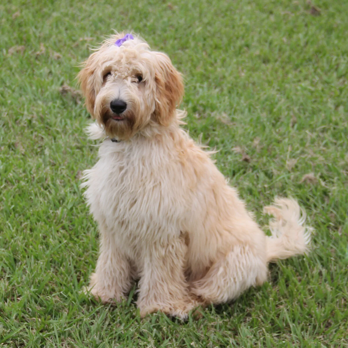 Caralee Thelma — Caralee Australian Labradoodles