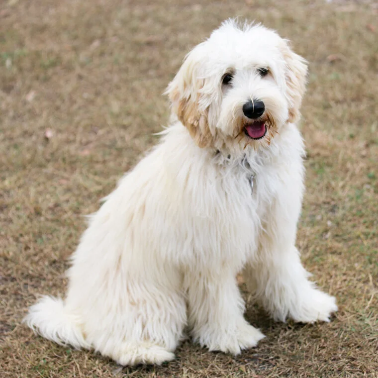 Caralee Louise — Caralee Australian Labradoodles