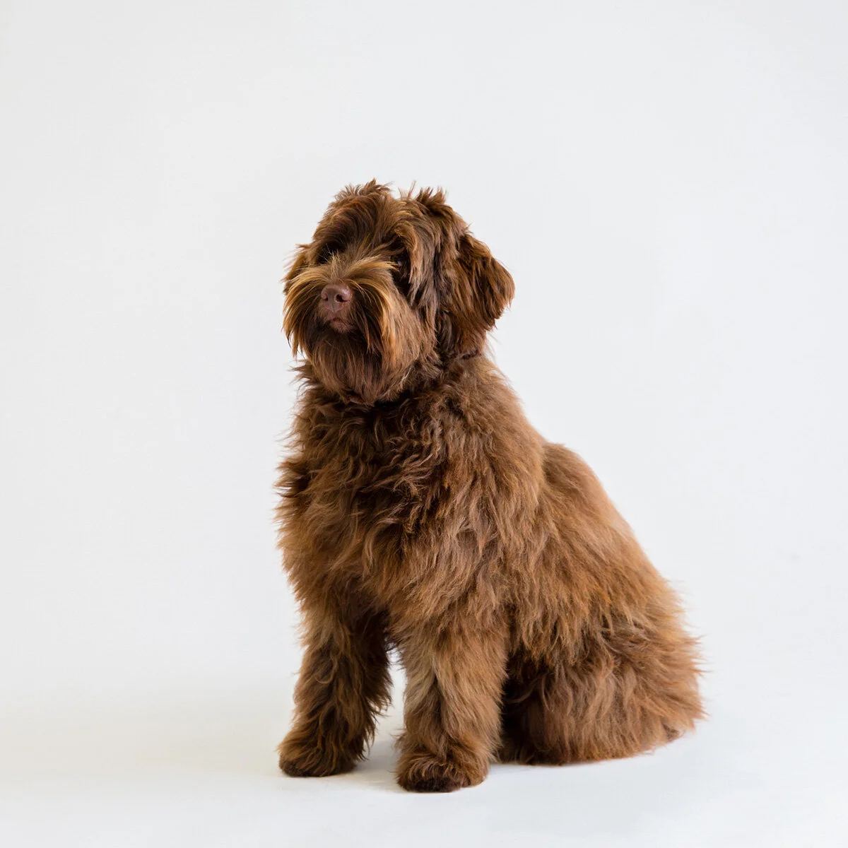 Current Litters — Caralee Australian Labradoodles