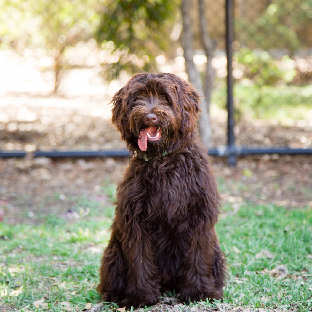 Current Litters — Caralee Australian Labradoodles