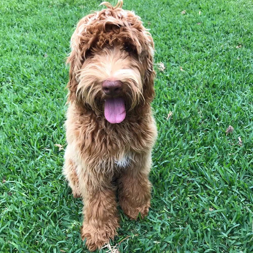 Caralee Moet — Caralee Australian Labradoodles
