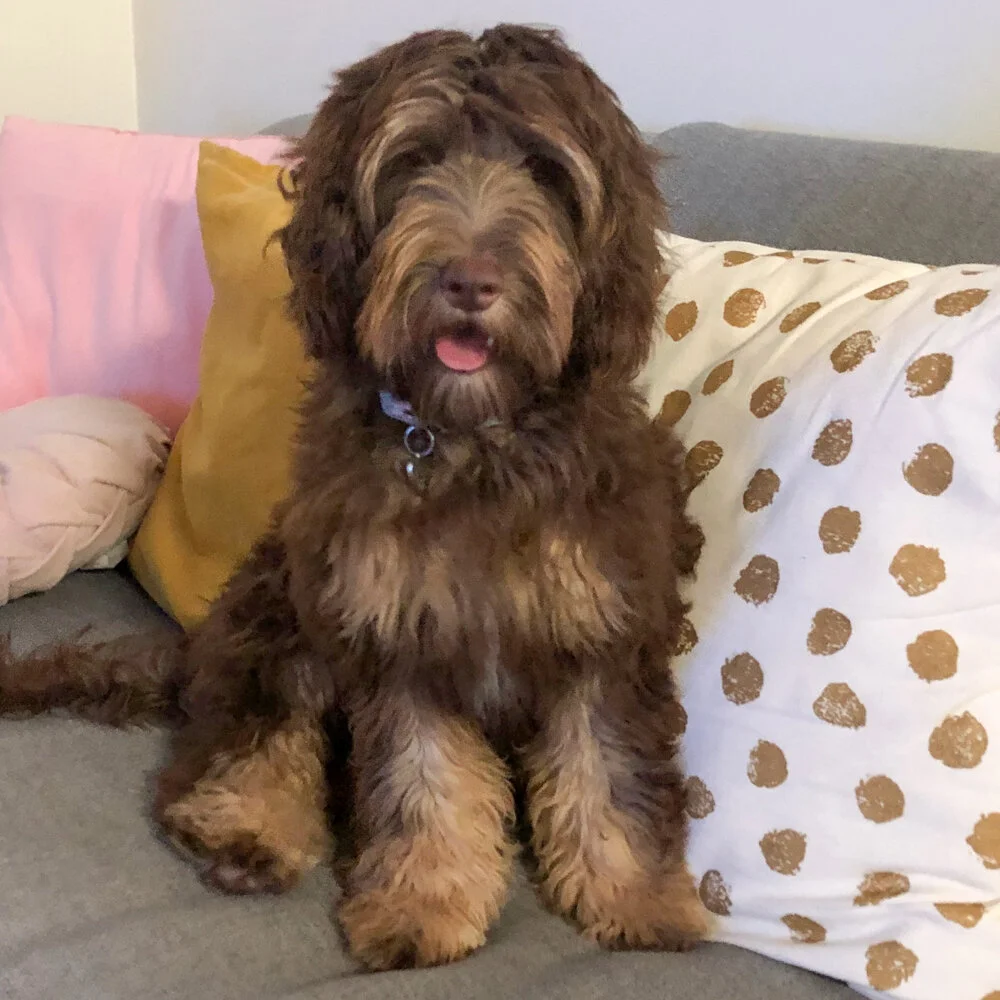 Current Litters — Caralee Australian Labradoodles