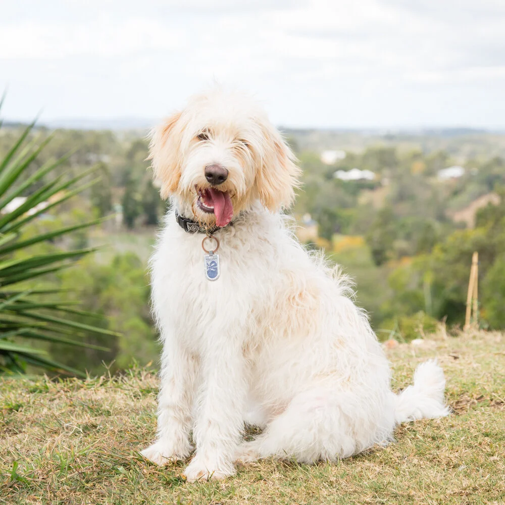 Caralee Crystal — Caralee Australian Labradoodles
