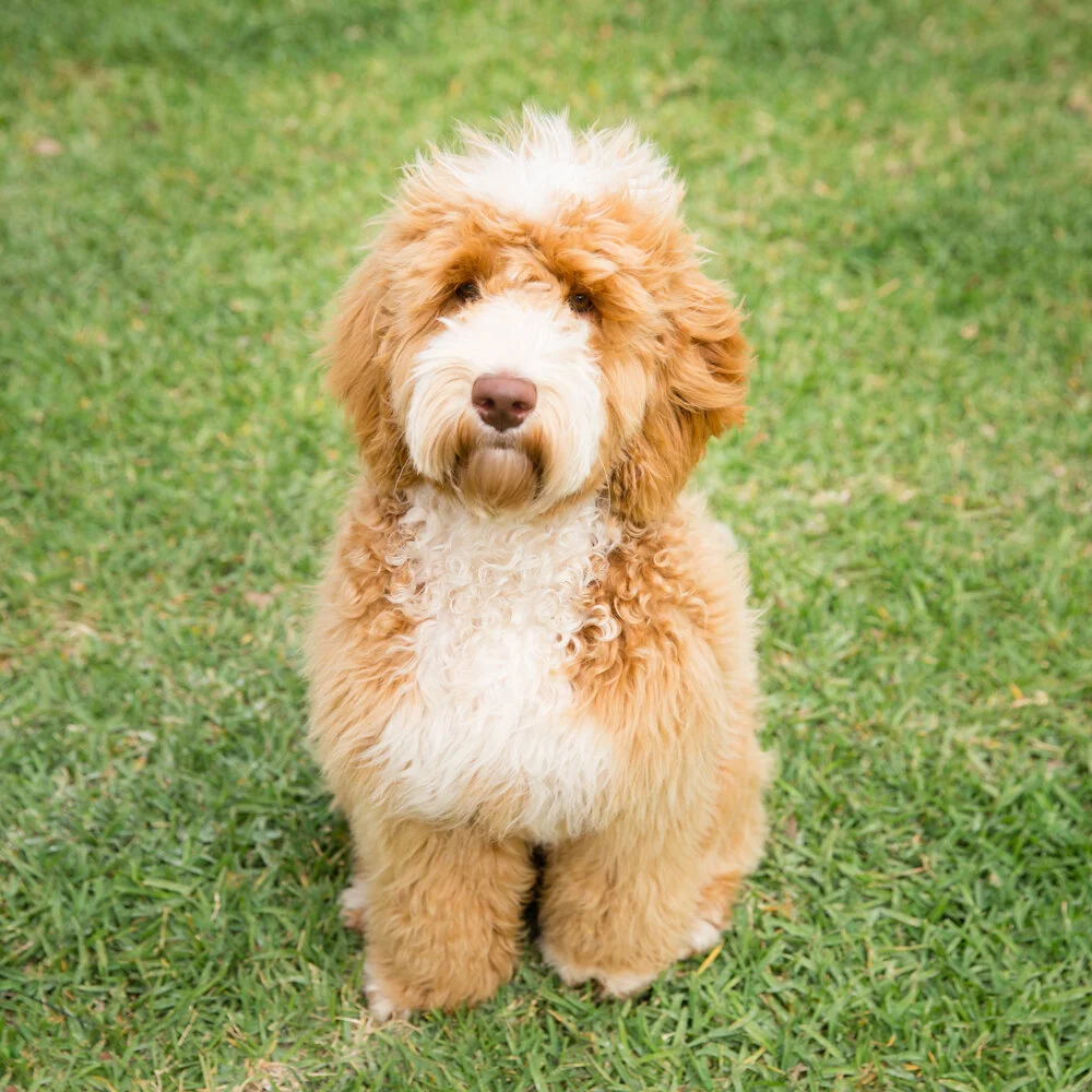 Current Litters — Caralee Australian Labradoodles