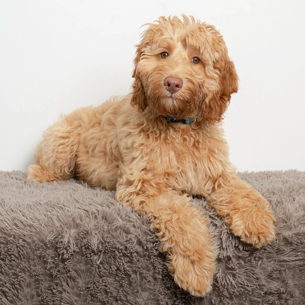 Inja Cooper — Caralee Australian Labradoodles