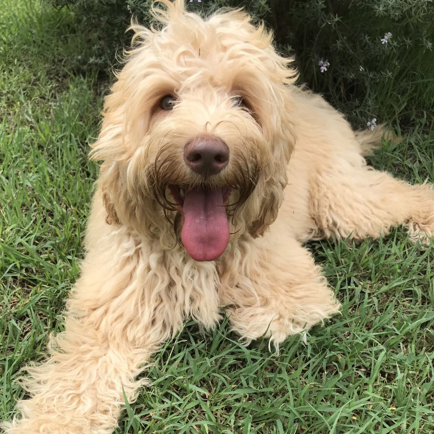 What Is The Average Litter Size For Labradoodles