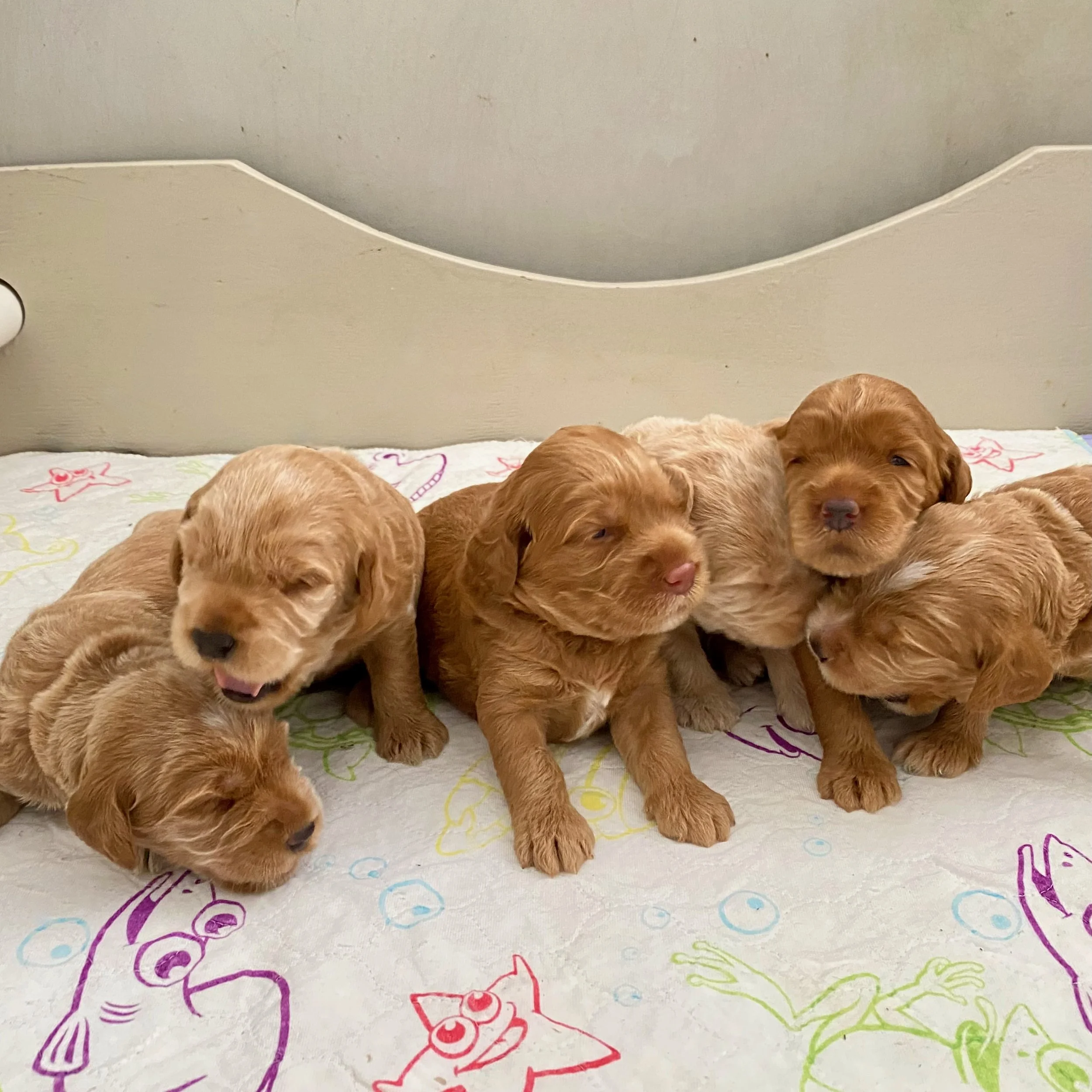 Current Litters — Caralee Australian Labradoodles