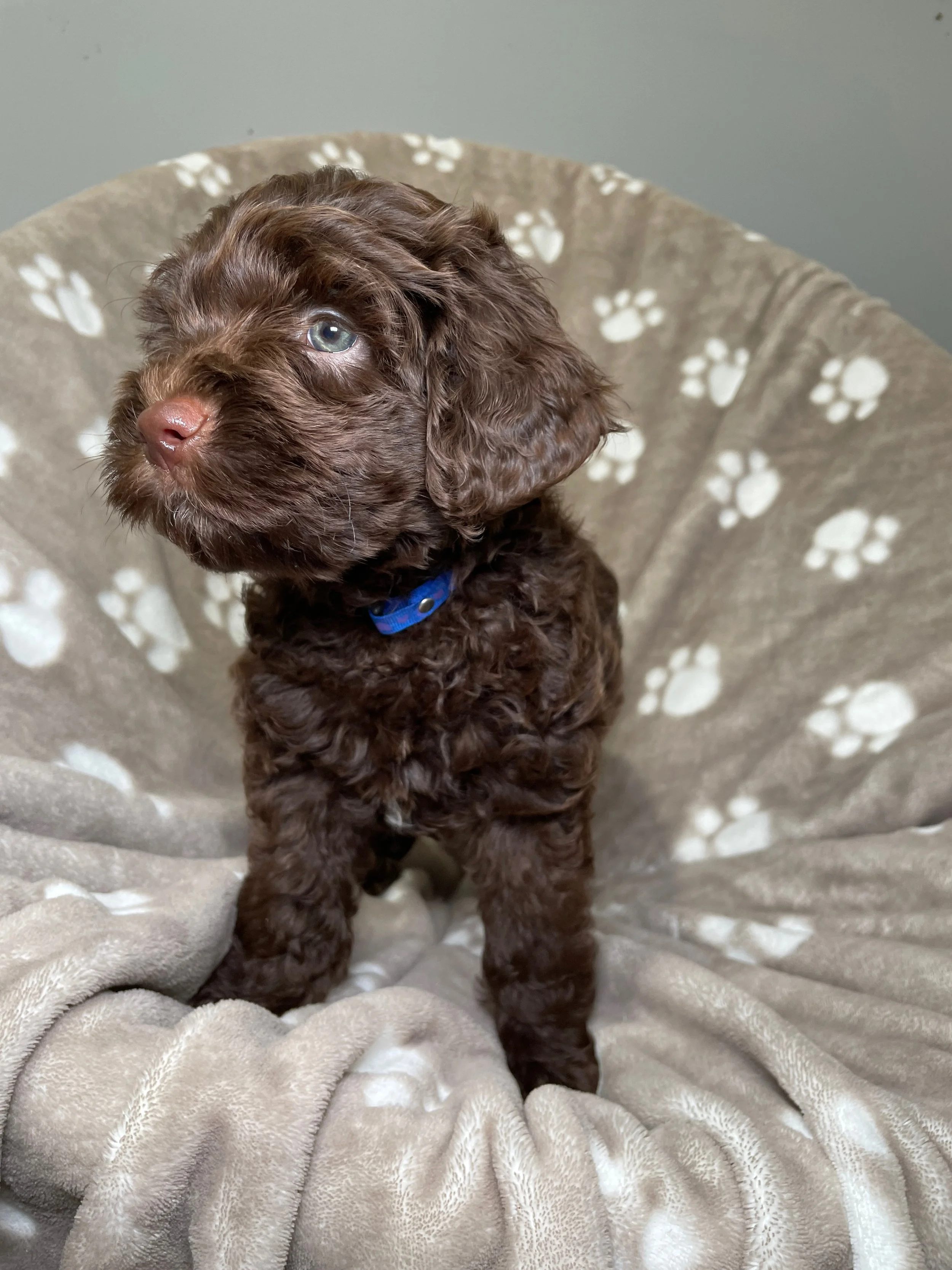 Current Litters — Caralee Australian Labradoodles