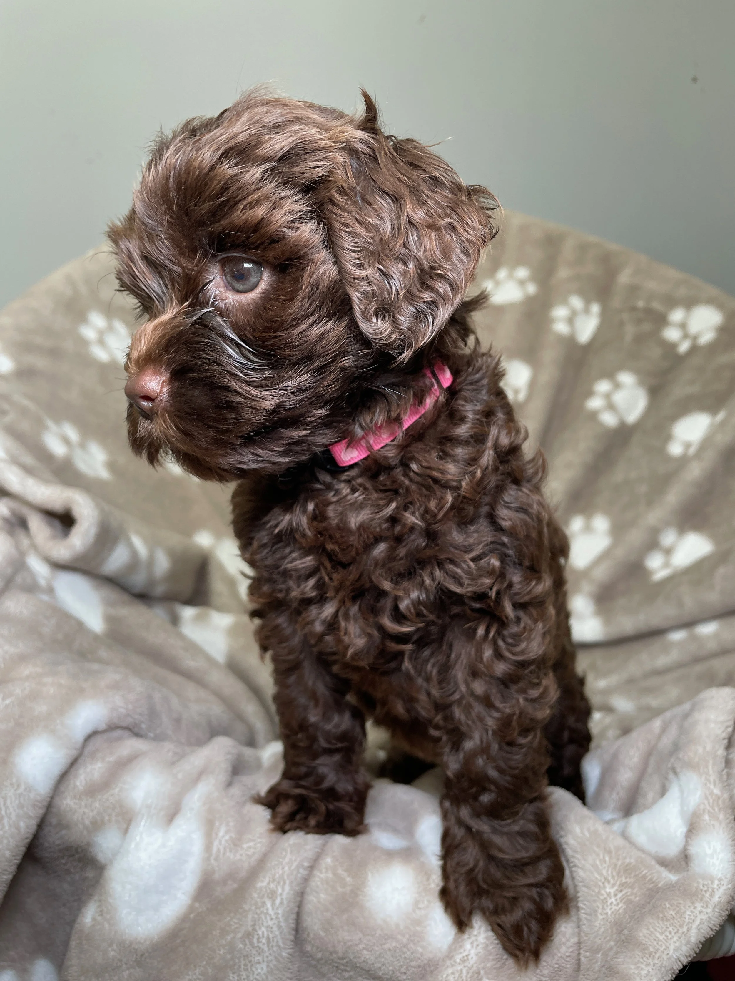 Current Litters — Caralee Australian Labradoodles