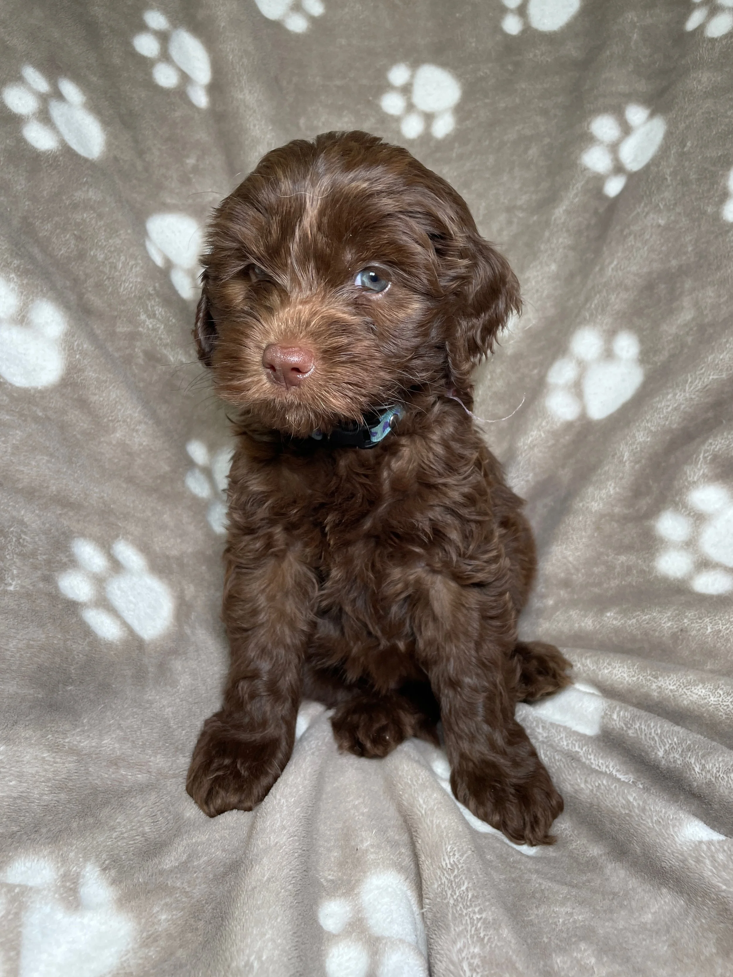 Current Litters — Caralee Australian Labradoodles