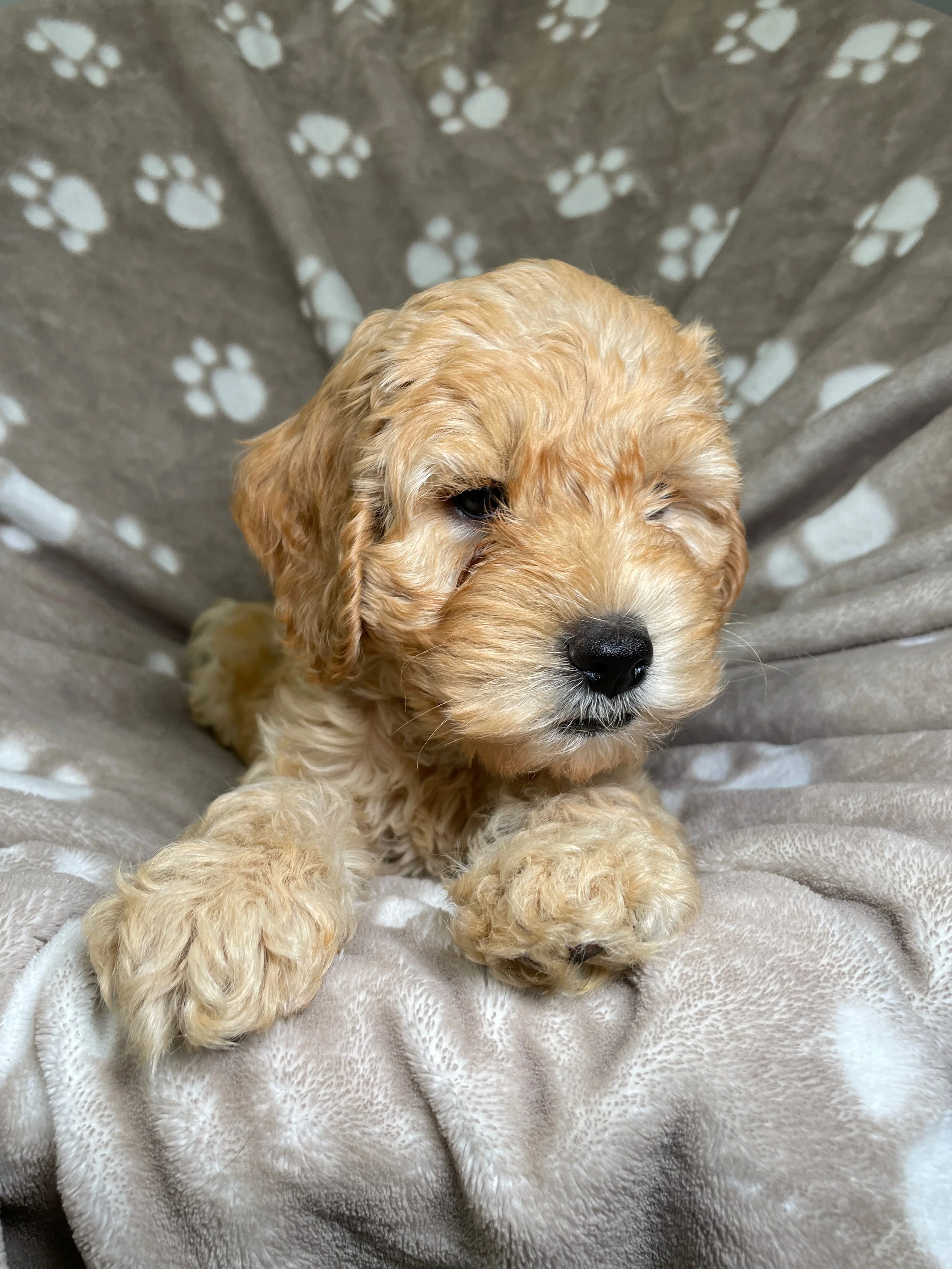 Available Puppies — Caralee Australian Labradoodles
