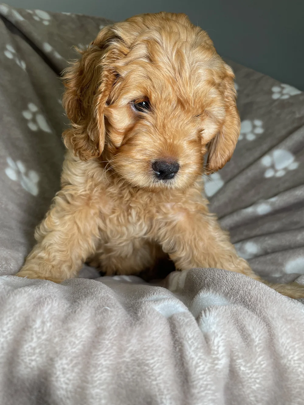 Available Puppies — Caralee Australian Labradoodles