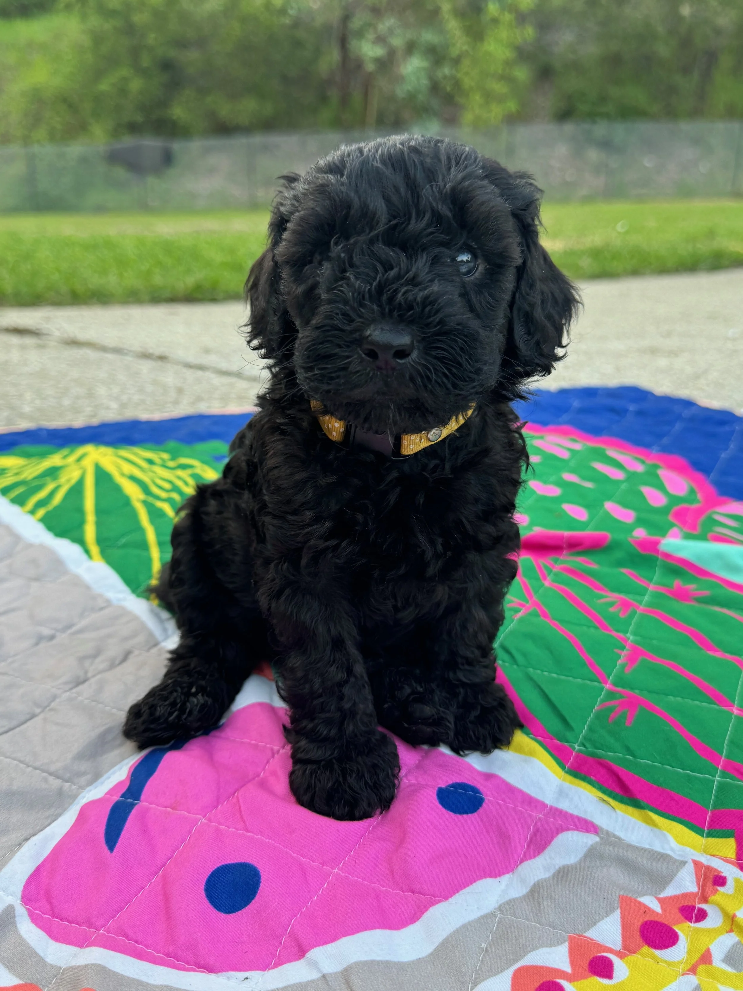 Available Puppies — Caralee Australian Labradoodles