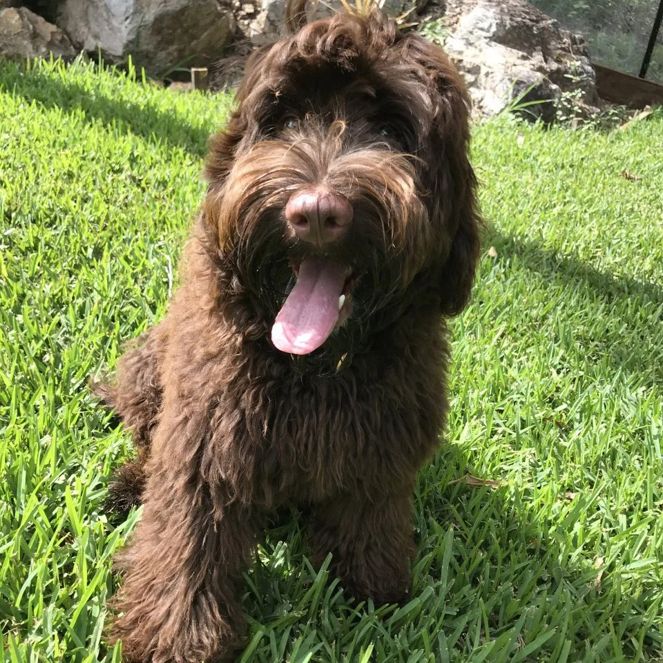 Current Litters — Caralee Australian Labradoodles