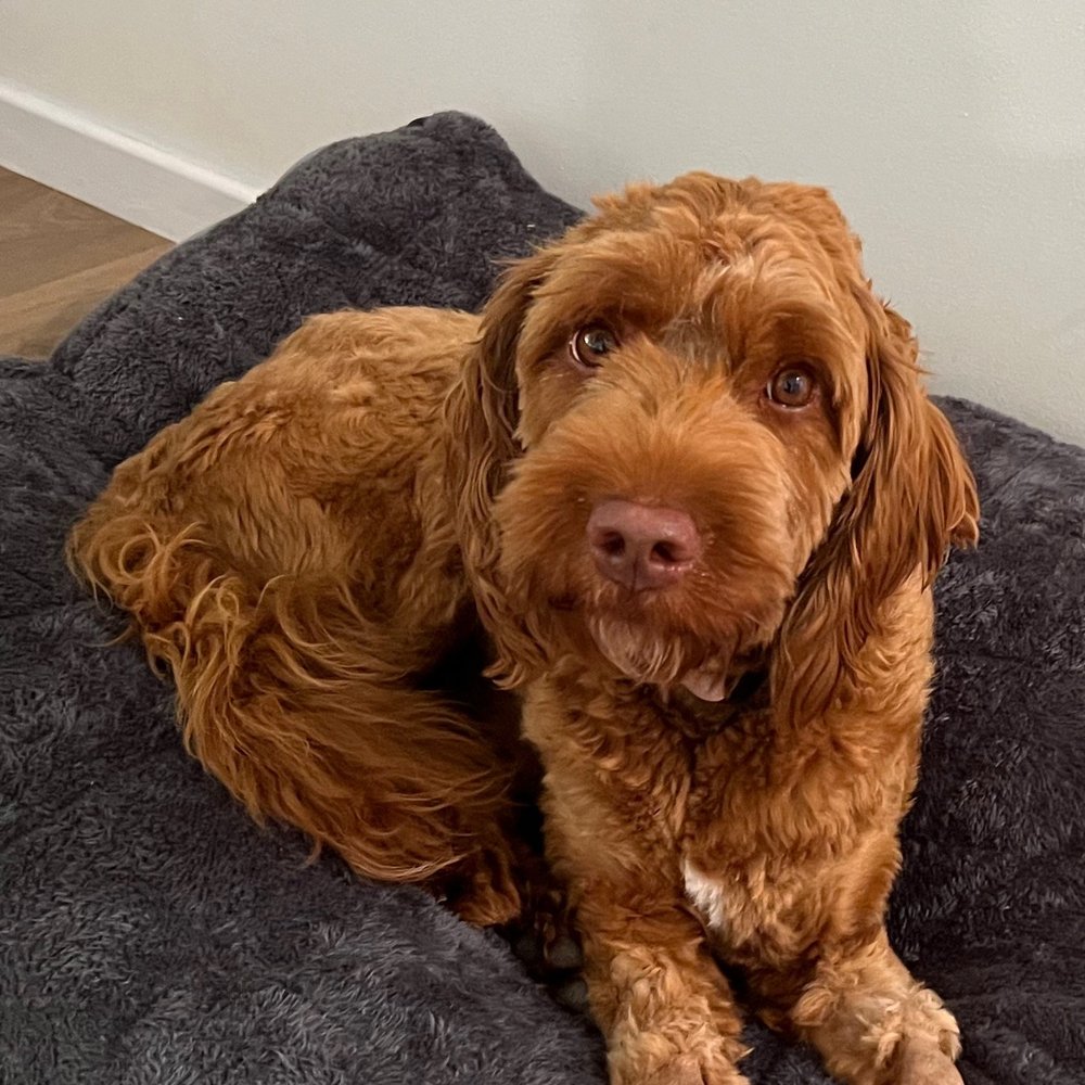 Current Litters — Caralee Australian Labradoodles