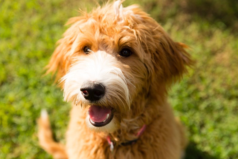 Upcoming Litters — Caralee Australian Labradoodles