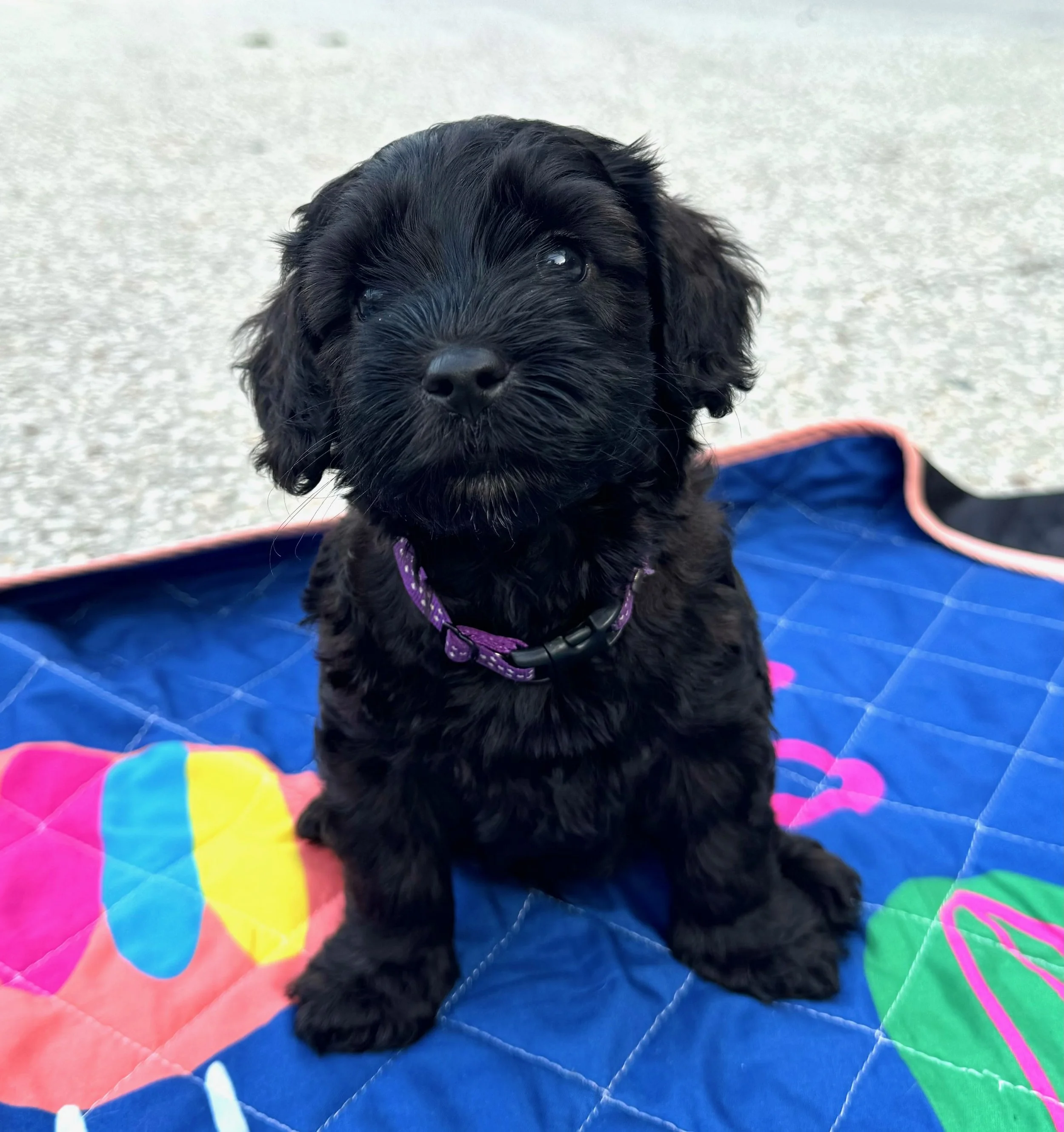 Available Puppies — Caralee Australian Labradoodles