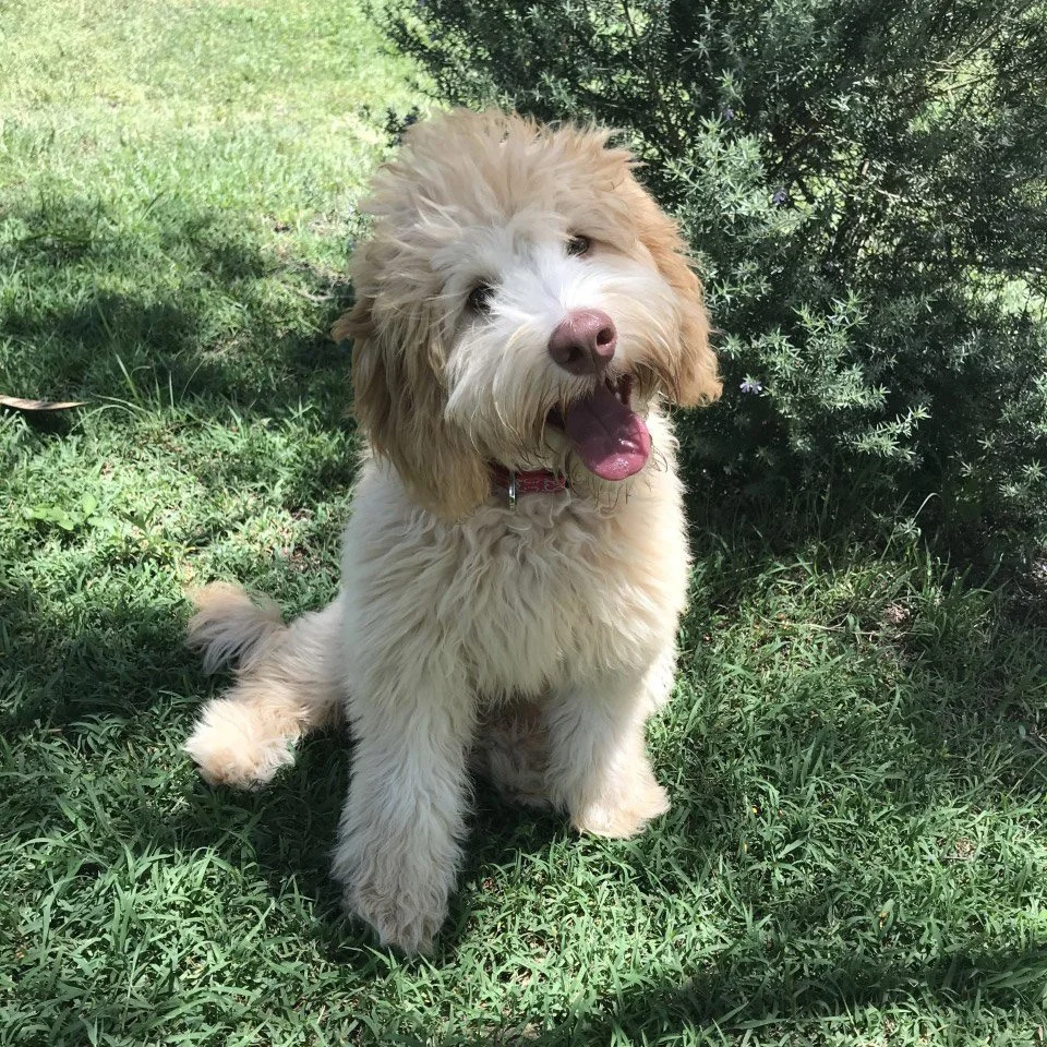 Caralee Zoe — Caralee Australian Labradoodles