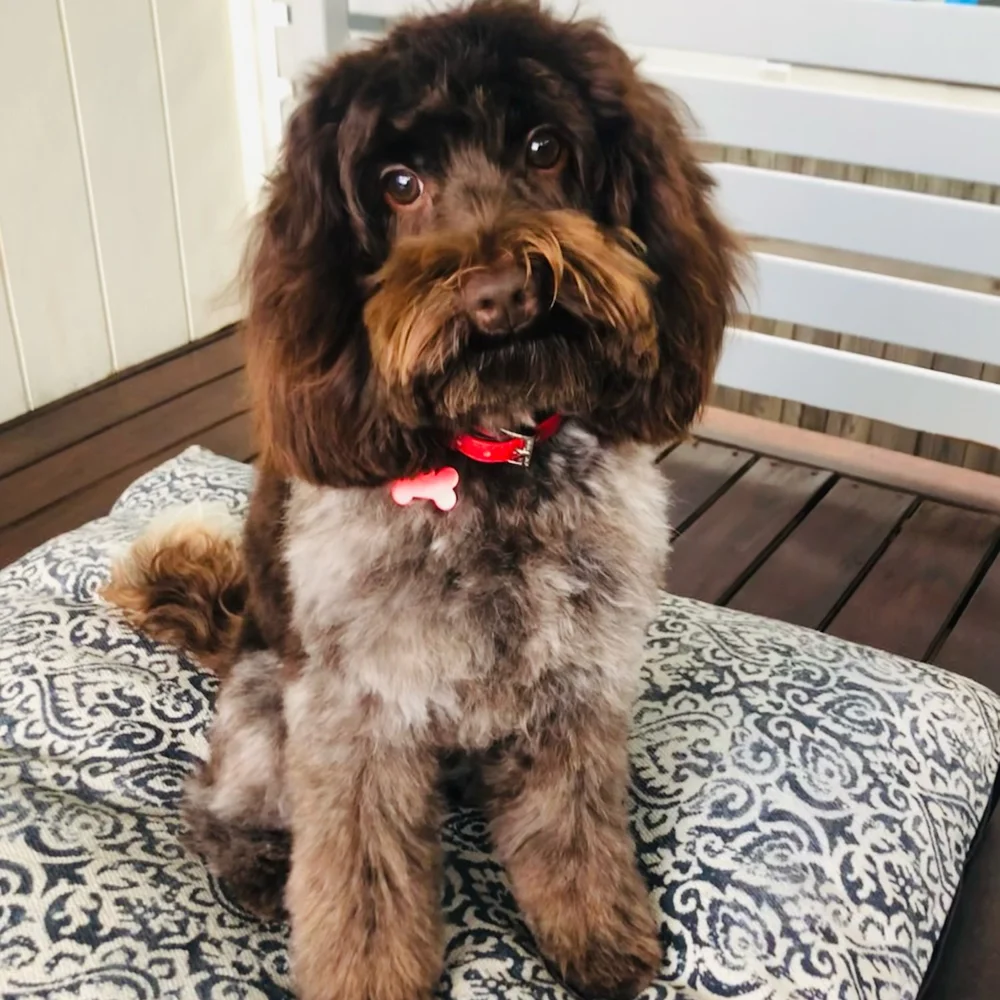 Current Litters — Caralee Australian Labradoodles