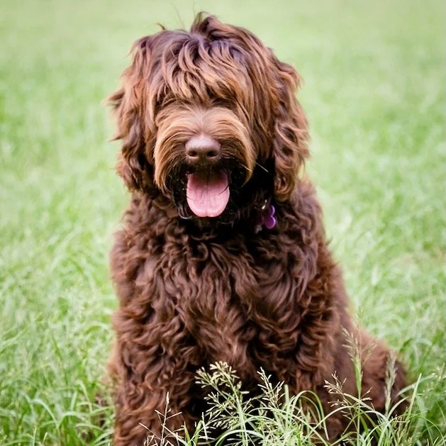 Upcoming Litters — Caralee Australian Labradoodles