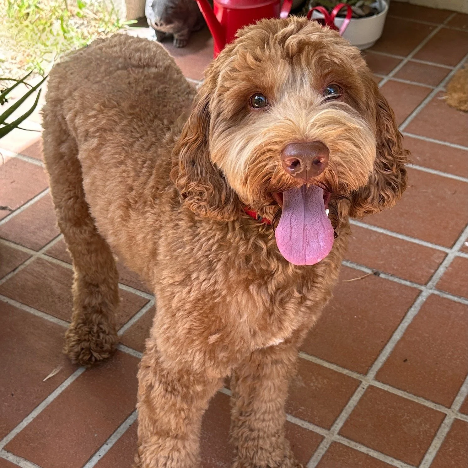 Upcoming Litters — Caralee Australian Labradoodles
