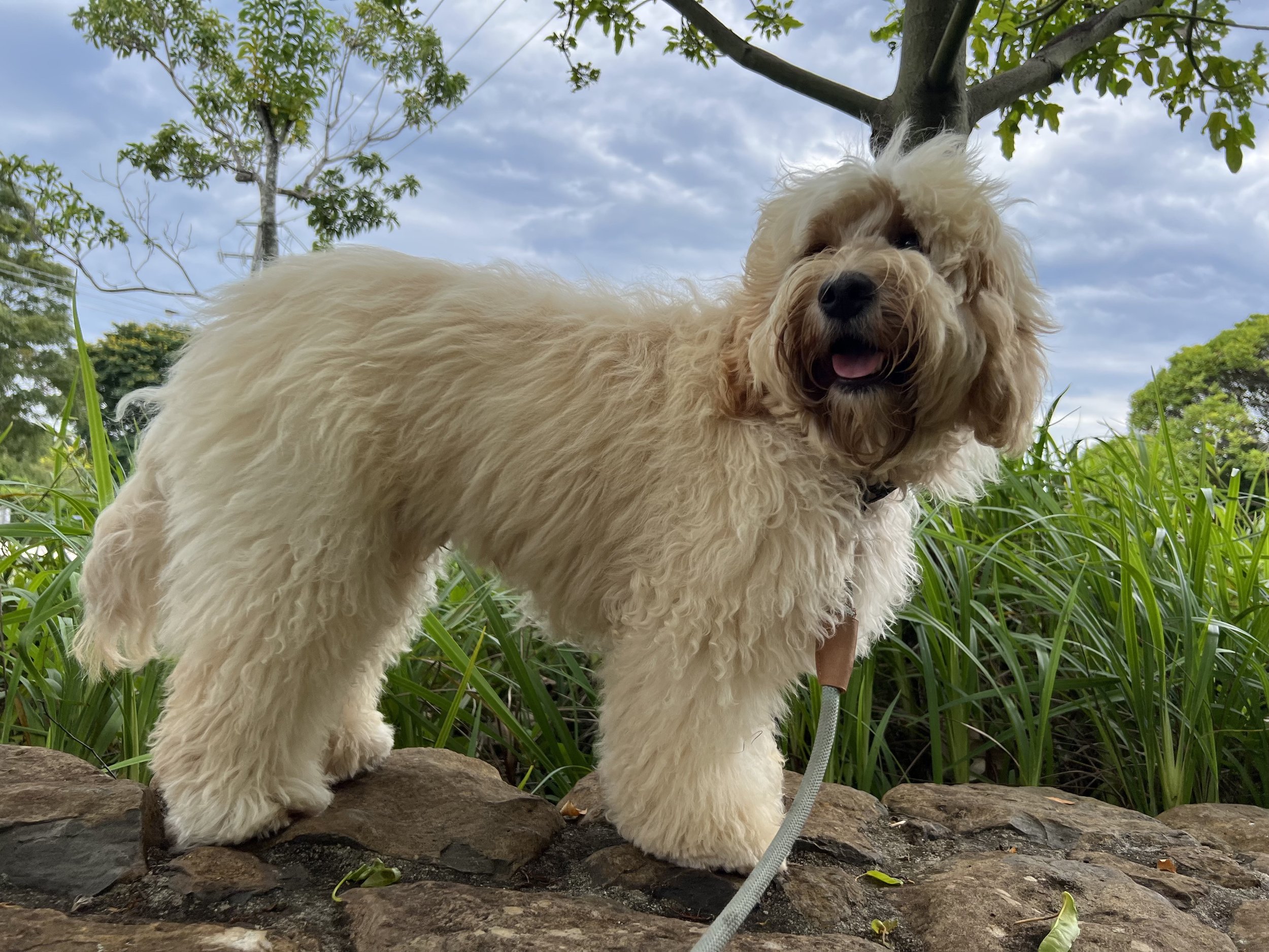 Current Litters — Caralee Australian Labradoodles