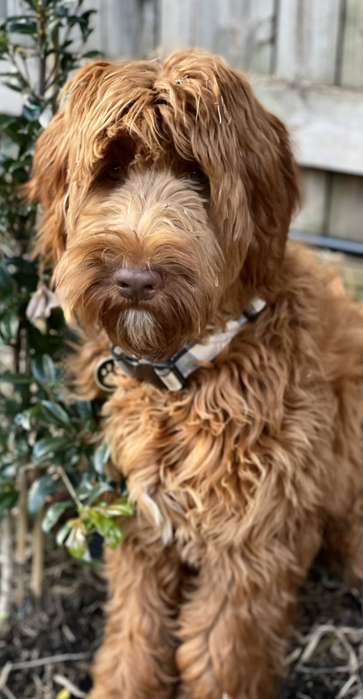 Current Litters — Caralee Australian Labradoodles