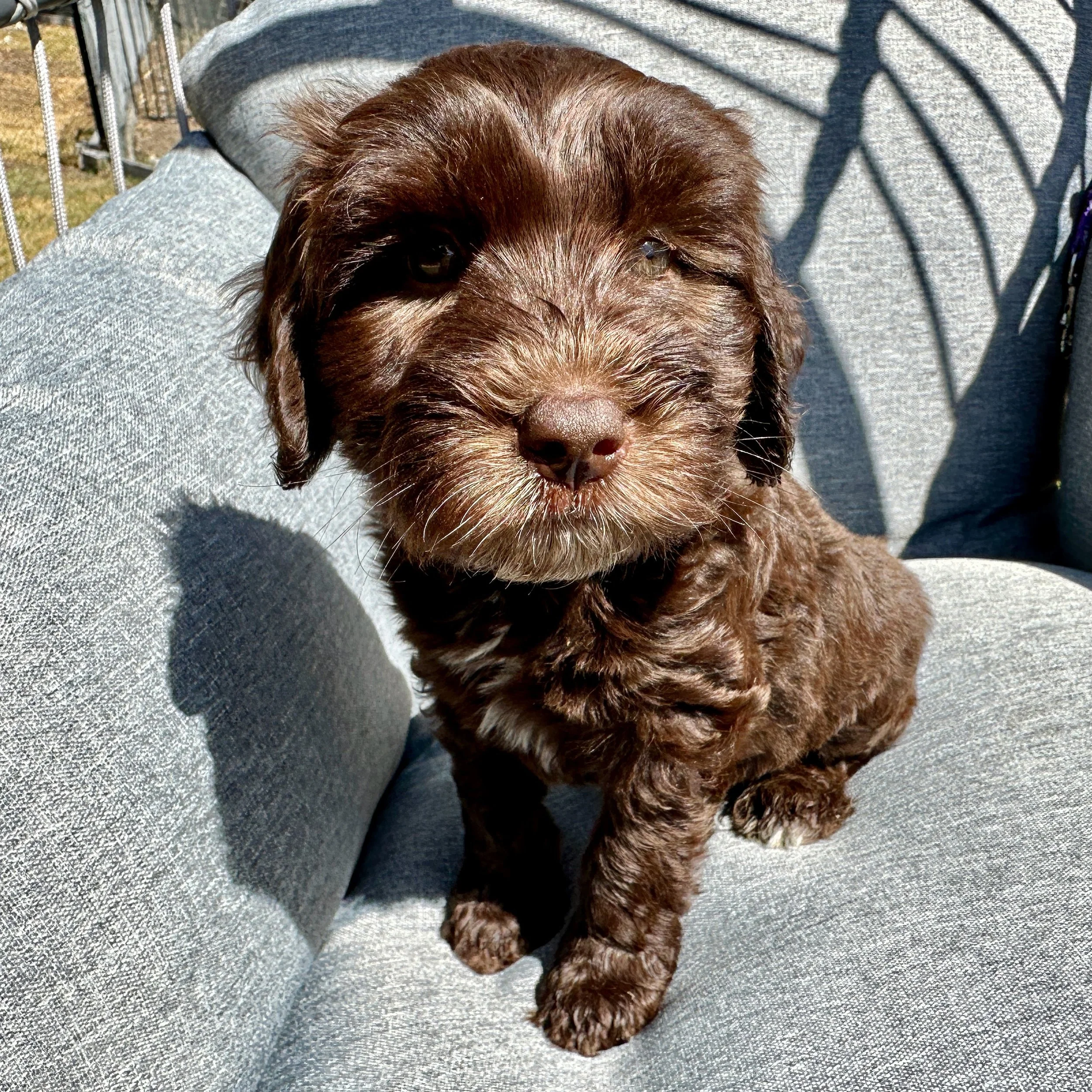 Available Puppies — Caralee Australian Labradoodles