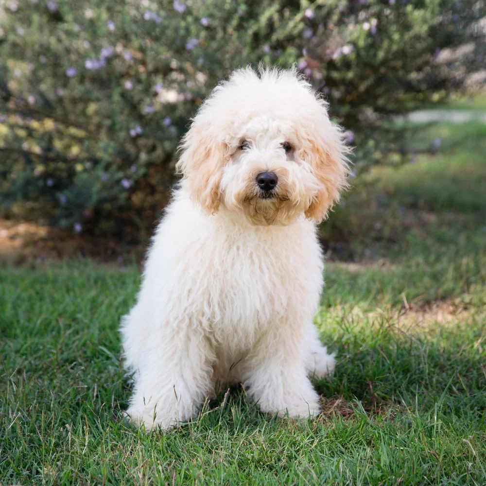 Caralee JoJo — Caralee Australian Labradoodles