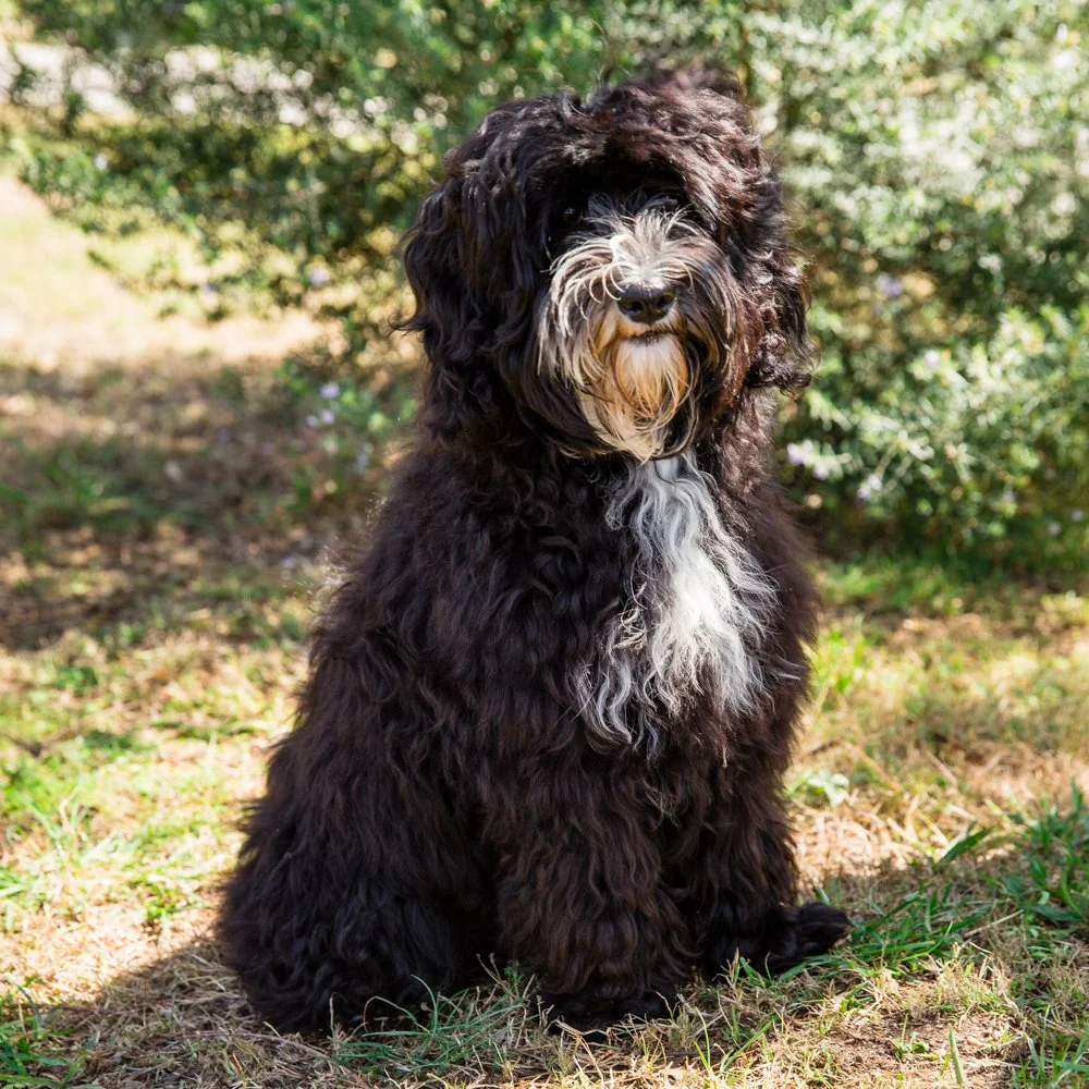 Caralee Latte — Caralee Australian Labradoodles