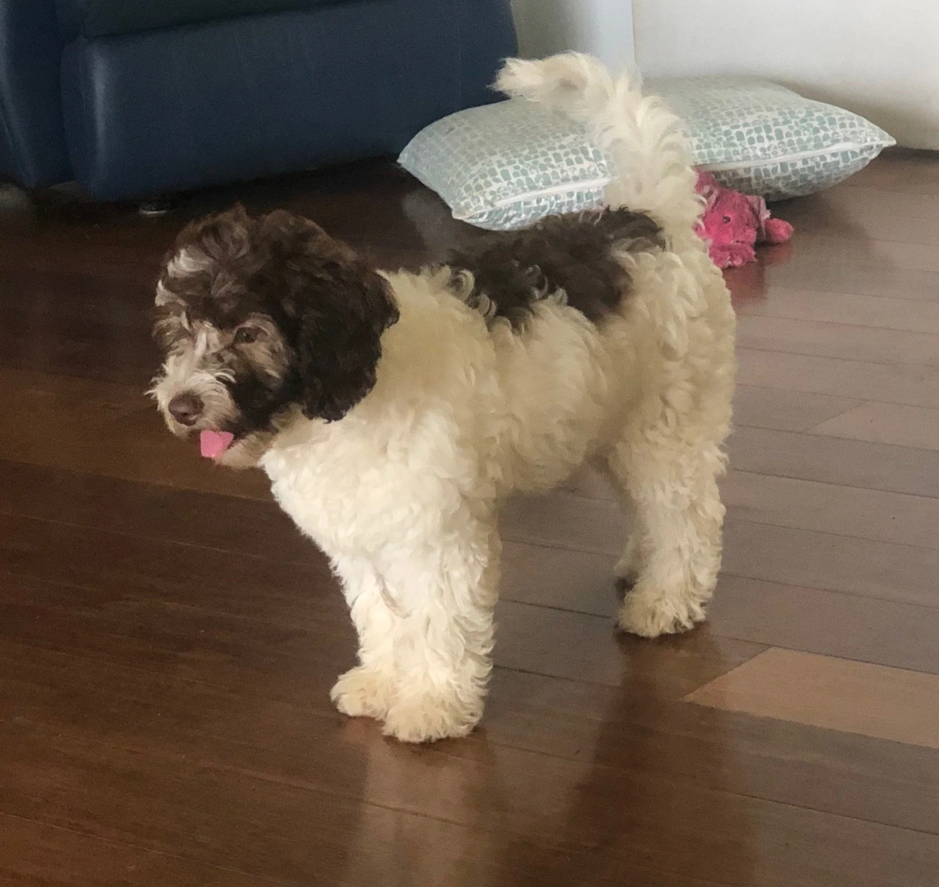 Current Litters — Caralee Australian Labradoodles