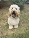 Caralee Charlie (Billie) — Caralee Australian Labradoodles