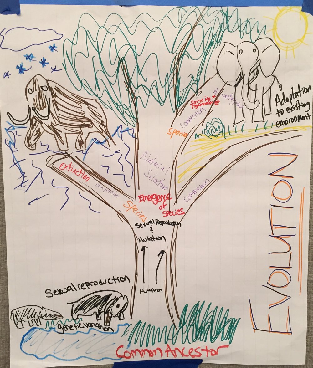 Natural Selection and Evolution — The Wonder of Science