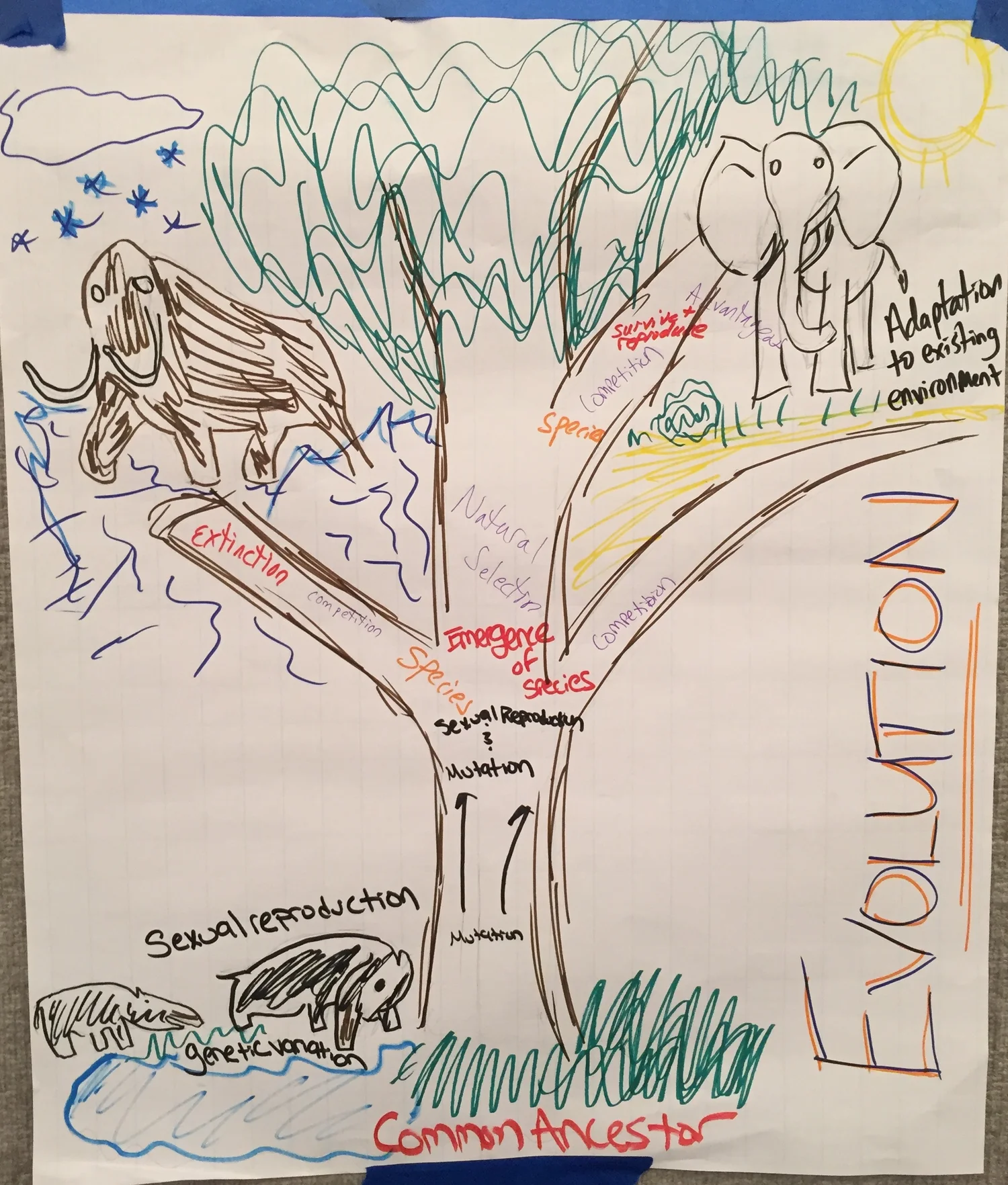 Natural Selection and Evolution — The Wonder of Science