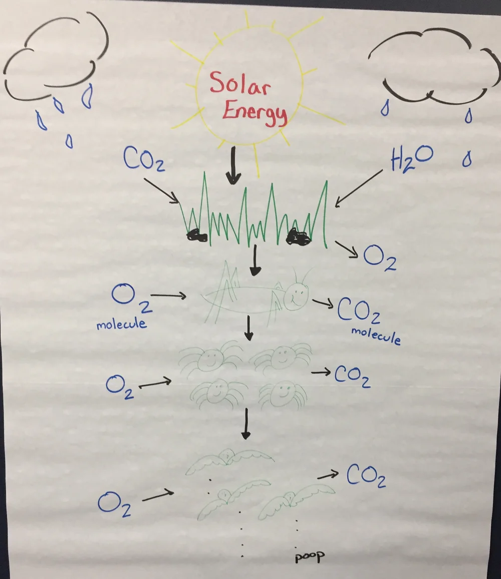 Matter and Energy in Life — The Wonder of Science