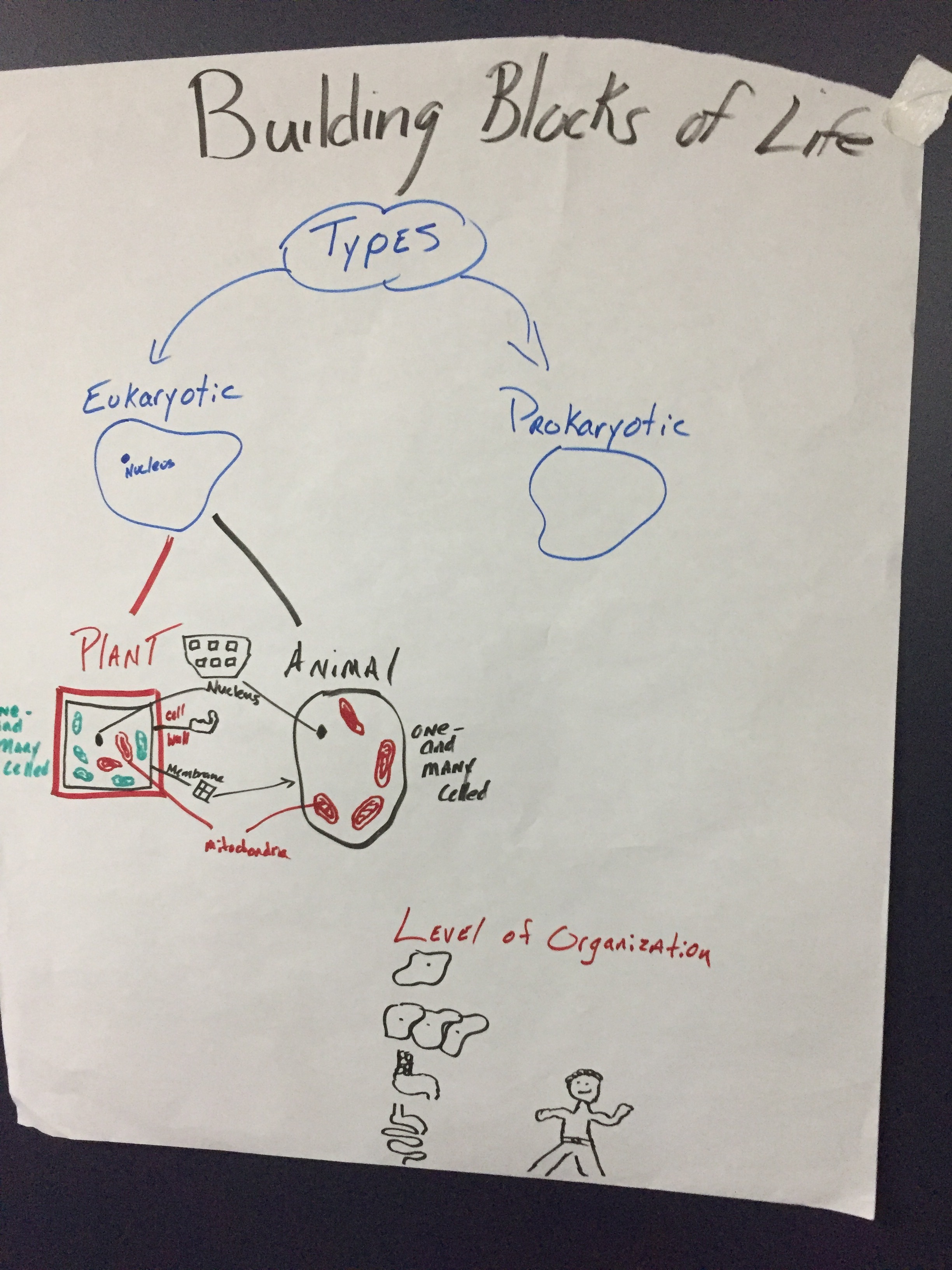 Cells to Organisms — The Wonder of Science