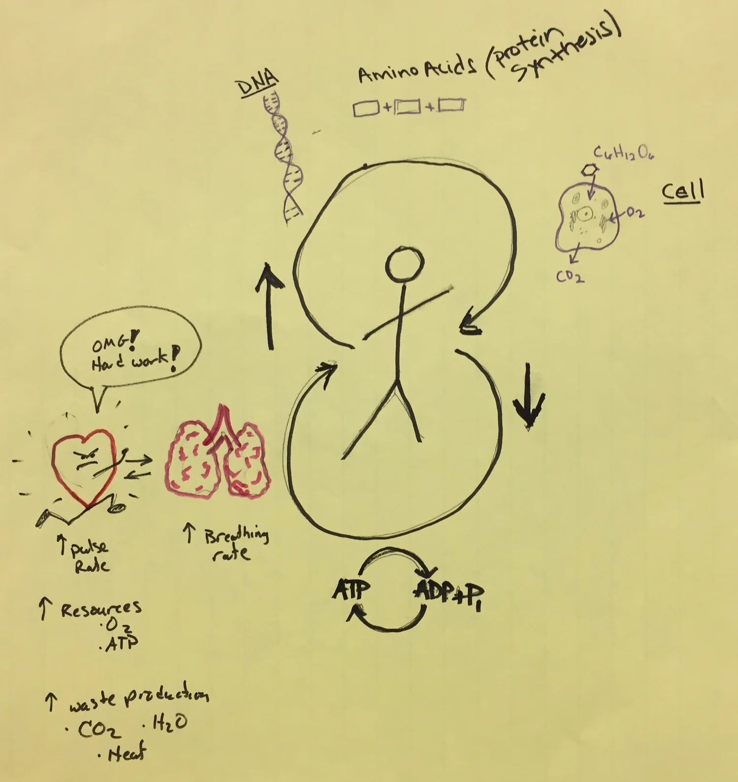 Molecules to Organisms — The Wonder of Science